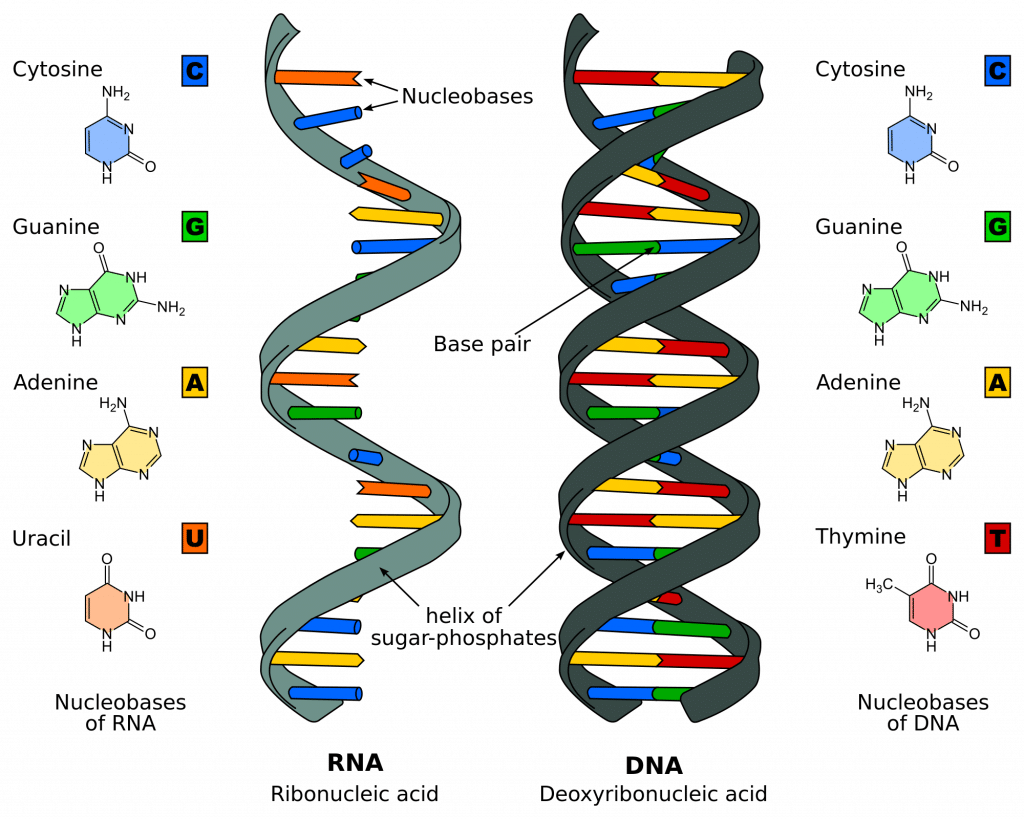 Cell Growth and Death | Cell Cycle, Mitosis & Meiosis