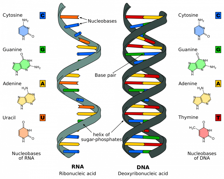 DNA Replication - Stages of Replication - TeachMePhyiology