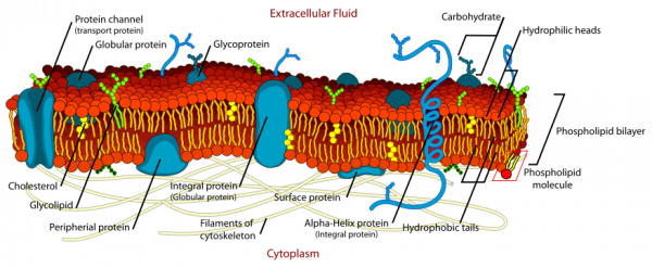 The Cell Membrane - Structure - Function - TeachMePhysiology