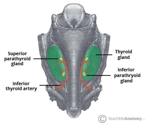 Parathyroid Glands - Structure - Function - TeachMePhysiology