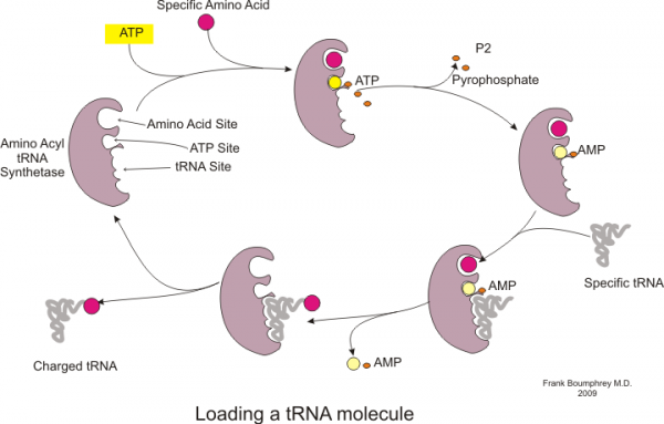 DNA Translation - Phases - TeachMePhysiology