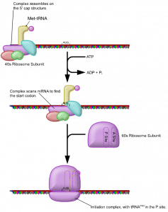 DNA Translation - Phases - TeachMePhysiology