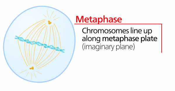 Mitosis - Stages - Prophase - Metaphase - TeachMePhysiology