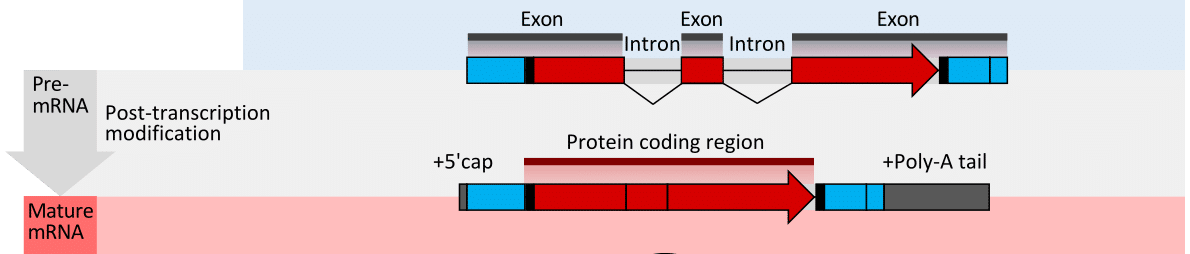 Transcription of DNA - Stages - Processing - TeachMePhysiology