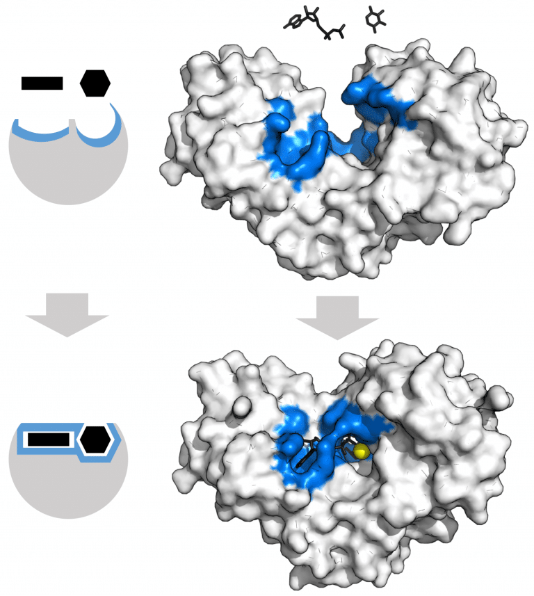 Enzyme Kinetics - Structure - Function - Michaelis-Menten Kinetics