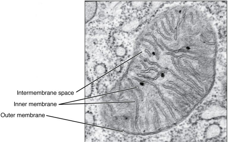 Mitochondria - Structure - Function - TeachMePhysiology