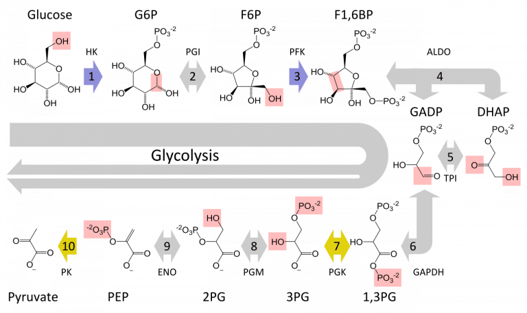 ATP Production - TeachMePhysiology