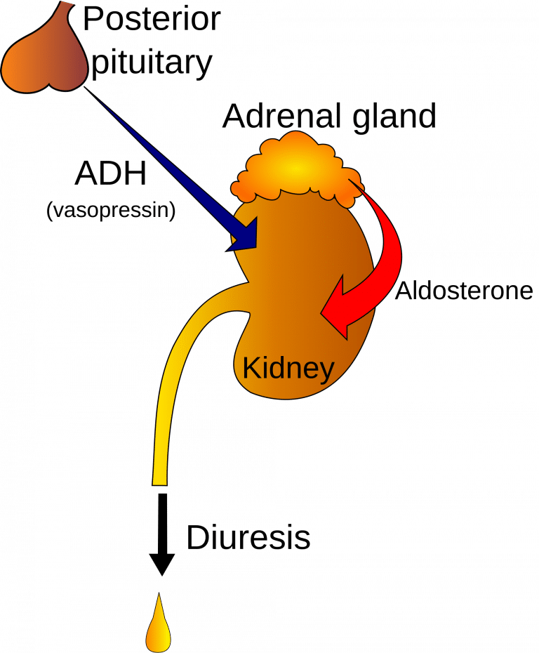 Antidiuretic Hormone Synthesis Action TeachMePhysiology Antidiuretic Hormone Synthesis Action TeachMePhysiology