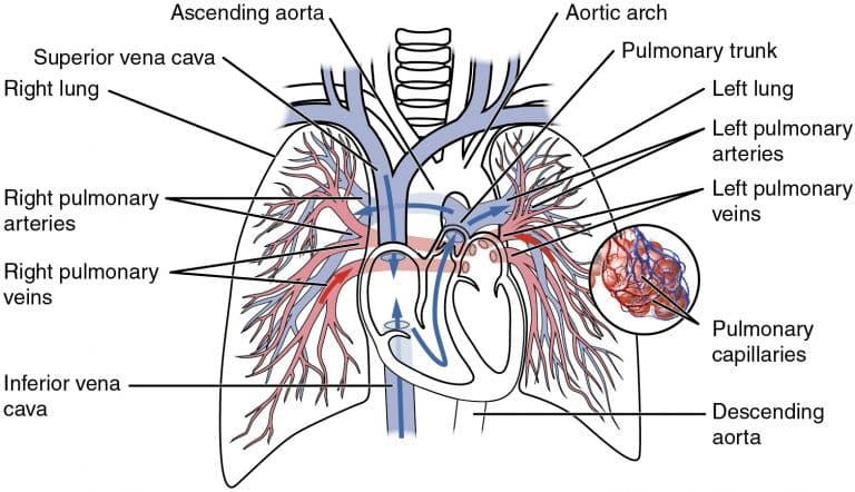 Special Circulations - TeachMePhysiology