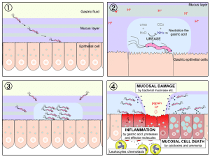 Gastric Mucus Production - Regulation - TeachMePhysiology