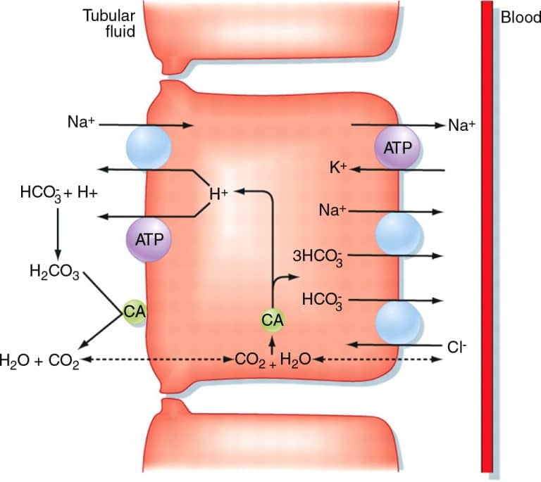 The Proximal Convoluted Tubule - Channels - TeachMePhysiology