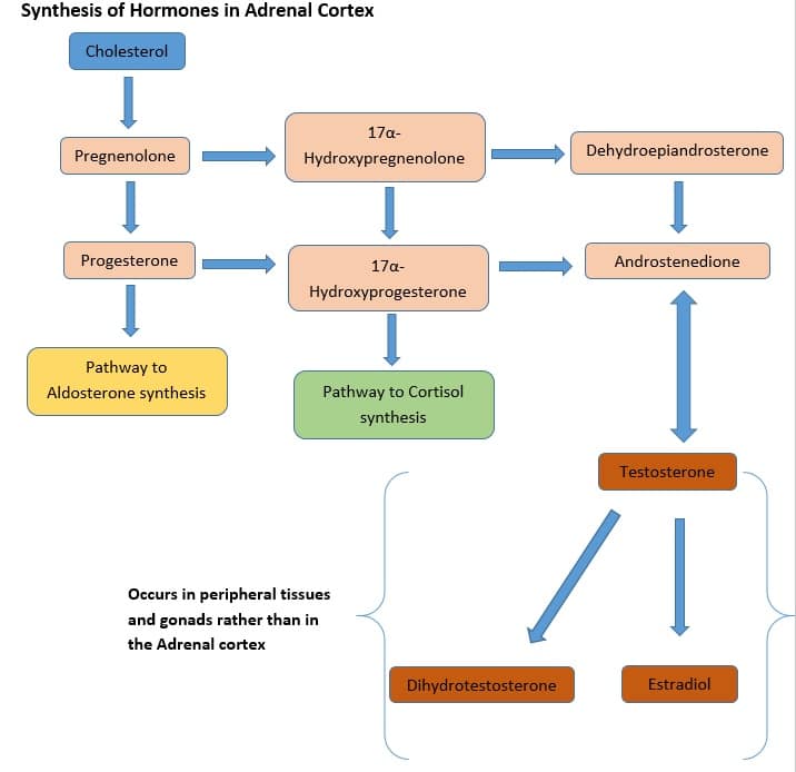 Circulation TeachMePhysiology Circulation TeachMePhysiology