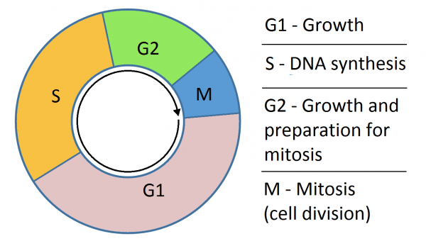 The Cell Cycle - Phases - Regulation - TeachMePhysiology