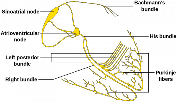Cardiac Pacemaker Cells - Cardiac Cycle - TeachMePhysiology