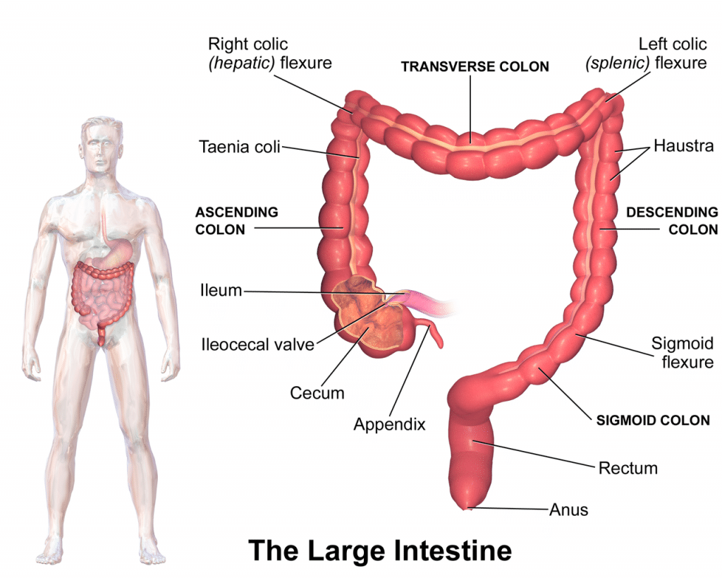 Absorption in the Large Intestine - Regulation - TeachMePhysiology