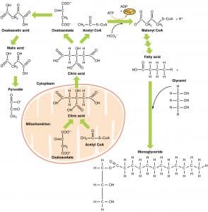 The Liver - TeachMePhysiology