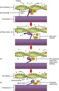 Contraction of Cardiac Muscle - Pathway - TeachMePhysiology