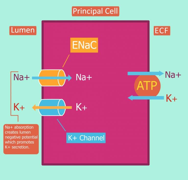 External Balance of Potassium - Reabsorption - TeachMePhysiology