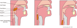 Swallowing - Phases - Control - TeachMePhysiology