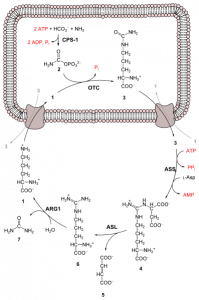 The Nephron - TeachMePhysiology