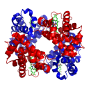 Oxygen Transport - Haemoglobin - Bohr Shift - TeachMePhysiology