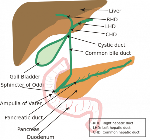 Small Intestine - Structure - Histology - Secretions - TeachMePhysiology