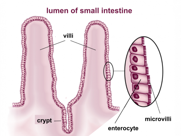 Small Intestine - Structure - Histology - Secretions - TeachMePhysiology