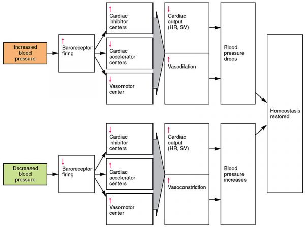 Control of Heart Rate - Cardiac Output - TeachMePhysiology