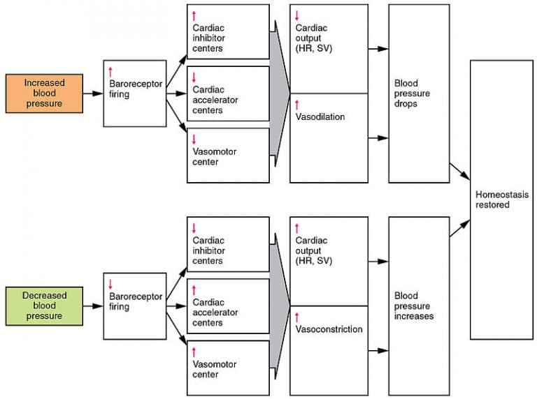 Control of Heart Rate - Cardiac Output - TeachMePhysiology Control of Heart Rate - Cardiac Output - TeachMePhysiology