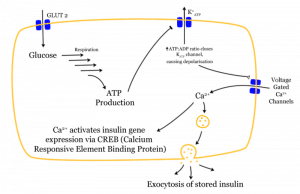 Insulin - Structure - Function - TeachMePhysiology