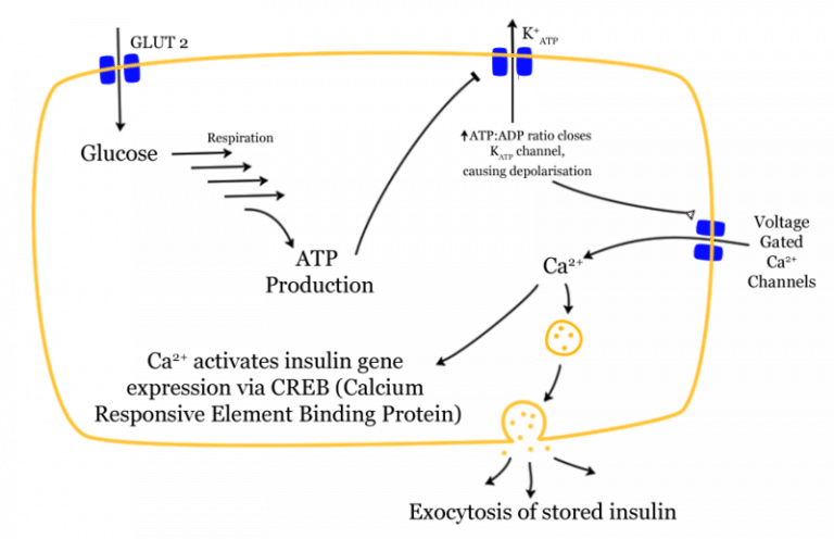 Insulin - Structure - Function - TeachMePhysiology