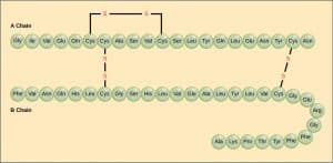 Insulin - Structure - Function - TeachMePhysiology