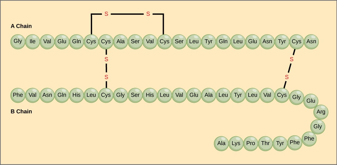 Insulin - Structure - Function - TeachMePhysiology