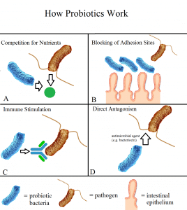 Barriers to Infection - Physical Barriers - Physiological Barriers ...