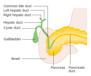 Bile Production - Constituents - TeachMePhysiology