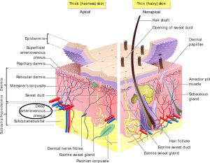 Cutaneous Circulation - Special Circulations - TeachMePhysiology