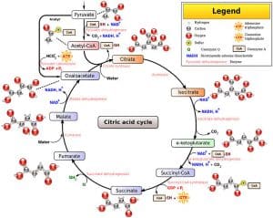 The TCA Cycle - Steps - Krebs Cycle - TeachMePhysiology