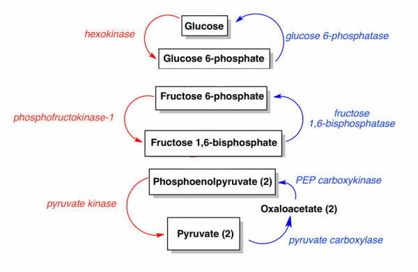 Gluconeogenesis - Function - Control - TeachMePhysiology
