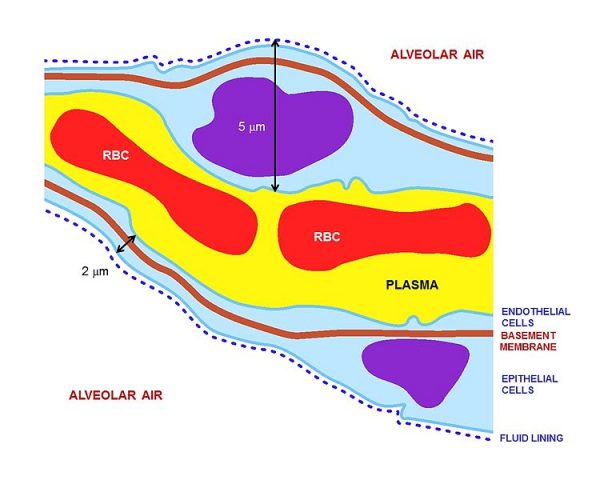 Gas Exchange - Physics - Diffusion Barrier - TeachMePhysiology