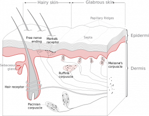 Sensory Modalities – TeachMePhysiology