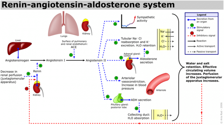 The Renin-Angiotensin-Aldosterone-System - TeachMePhysiology