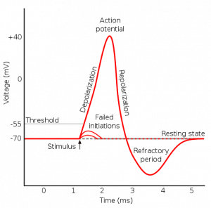The Action Potential - TeachMePhysiology