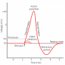 Synapses - TeachMePhysiology
