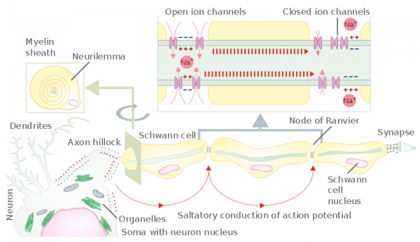 The Action Potential - TeachMePhysiology