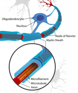 Synapses - TeachMePhysiology