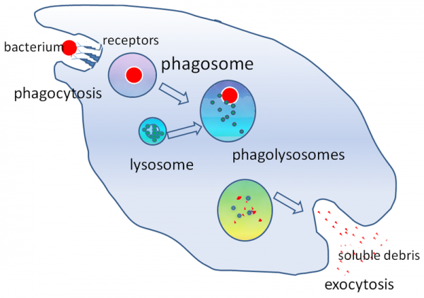 Cell Growth and Death - TeachMePhysiology