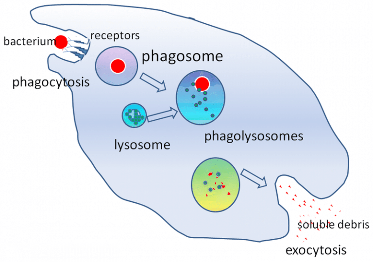 Histology - TeachMePhysiology