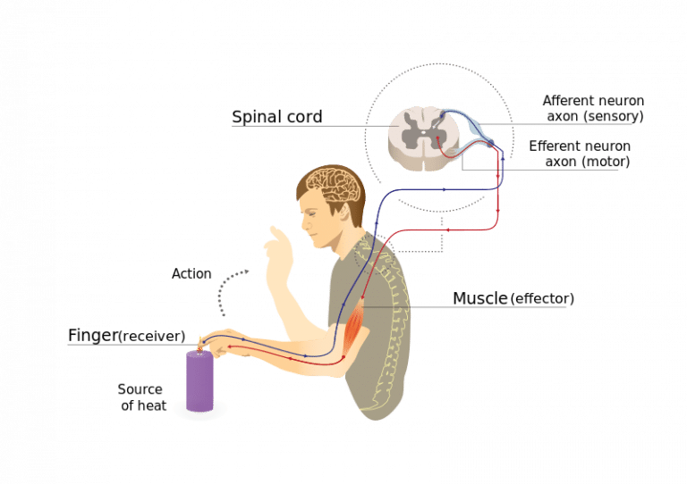 Muscle Stretch Reflex - TeachMePhysiology