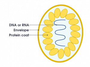 Viral Infection - Viral Structure - Viral Replication - TeachMePhysiology