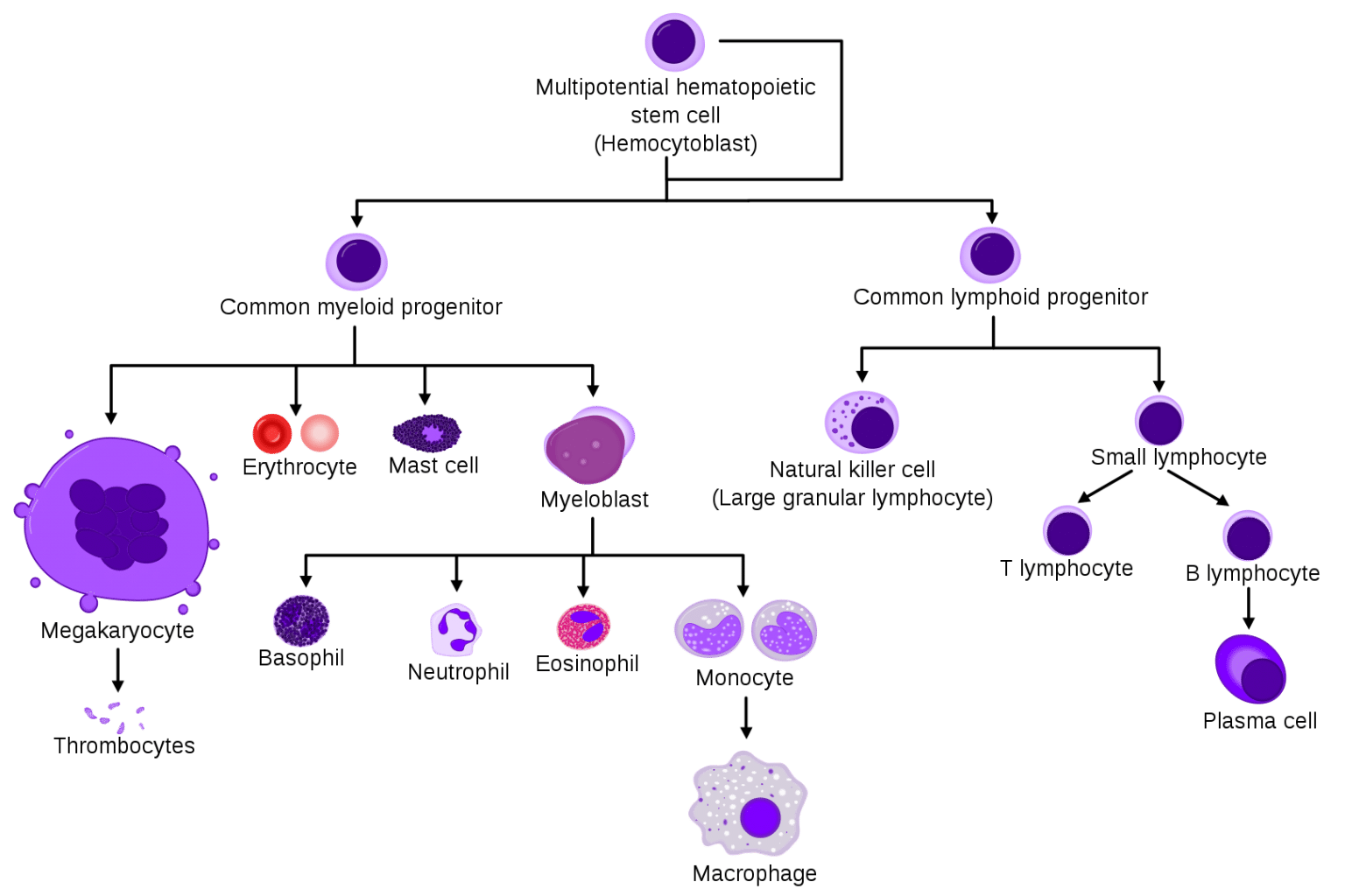 T Cells - Production of T Cells - Types of T Cells - TeachMePhysiology